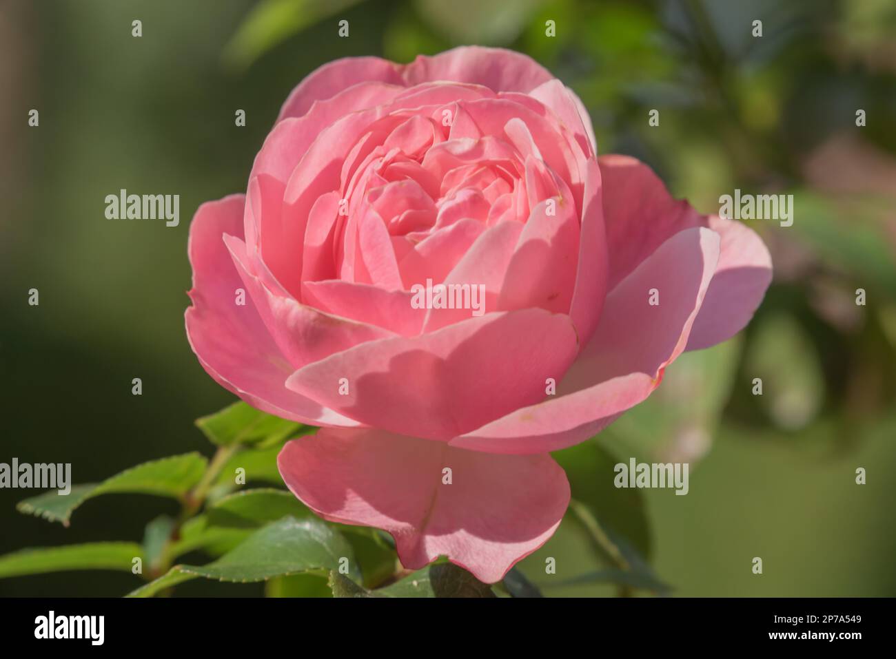 Rose Leonardo da Vinci Stock Photo - Alamy