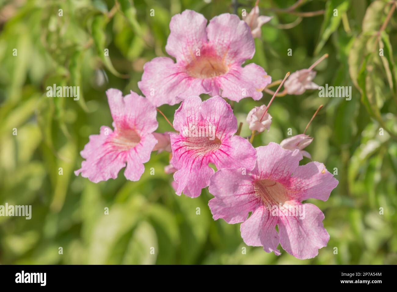 Pink flowering vine hi-res stock photography and images - Alamy