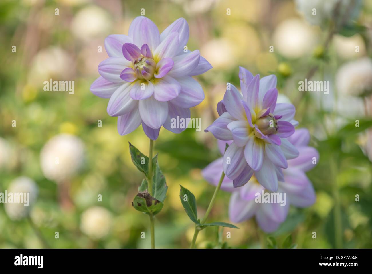 Hapet Genesis (Sea Lily Dahlia Stock Photo - Alamy