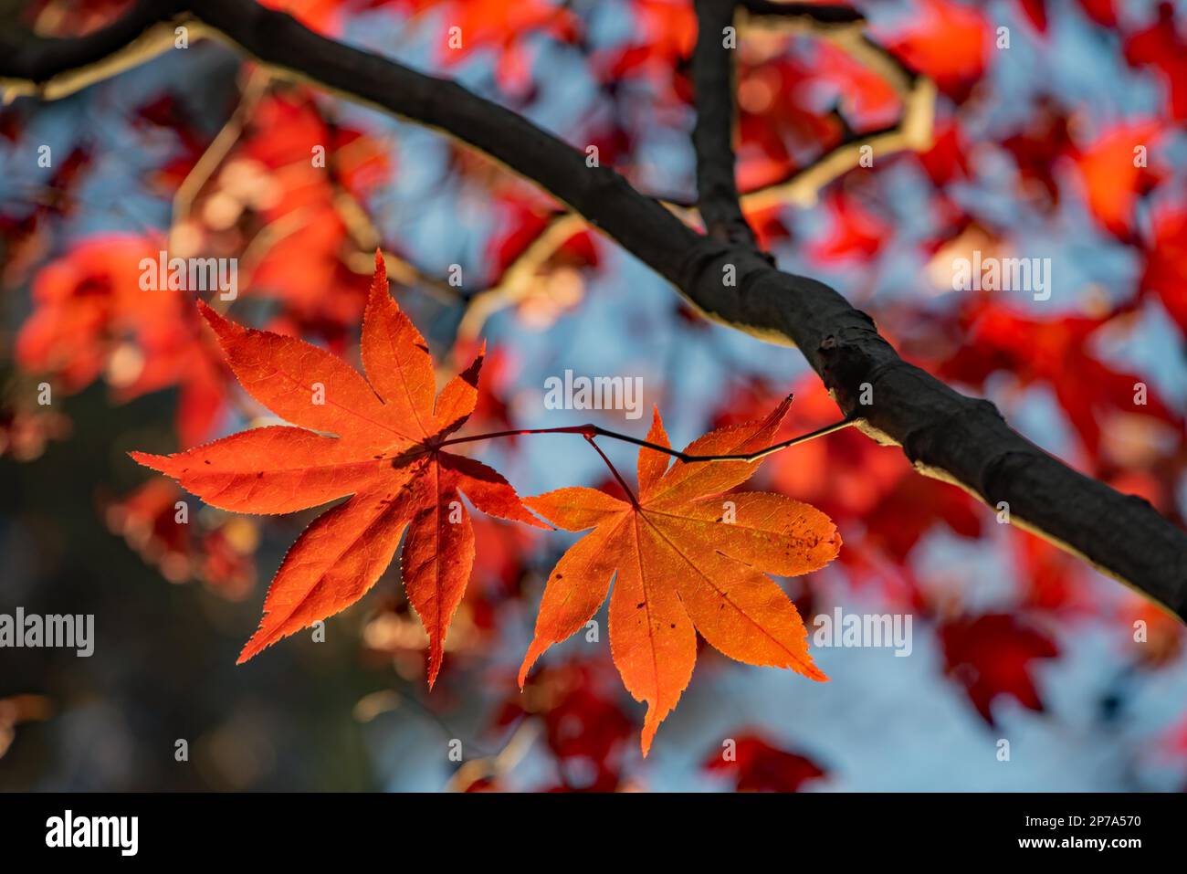 Japanese maple in distance hi-res stock photography and images - Alamy