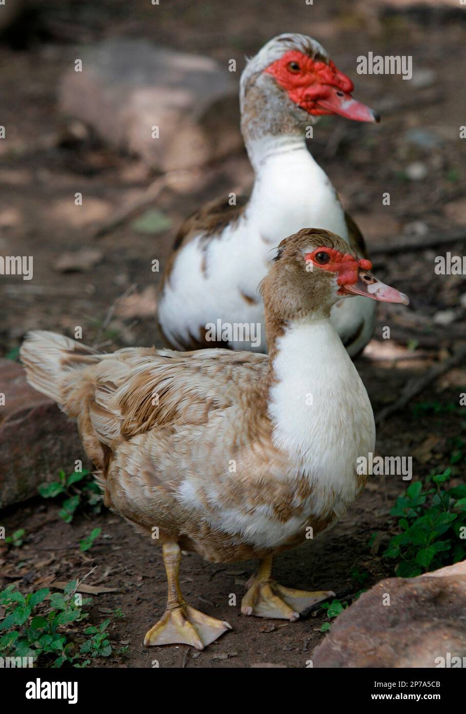 Muscovy Duck Eggs