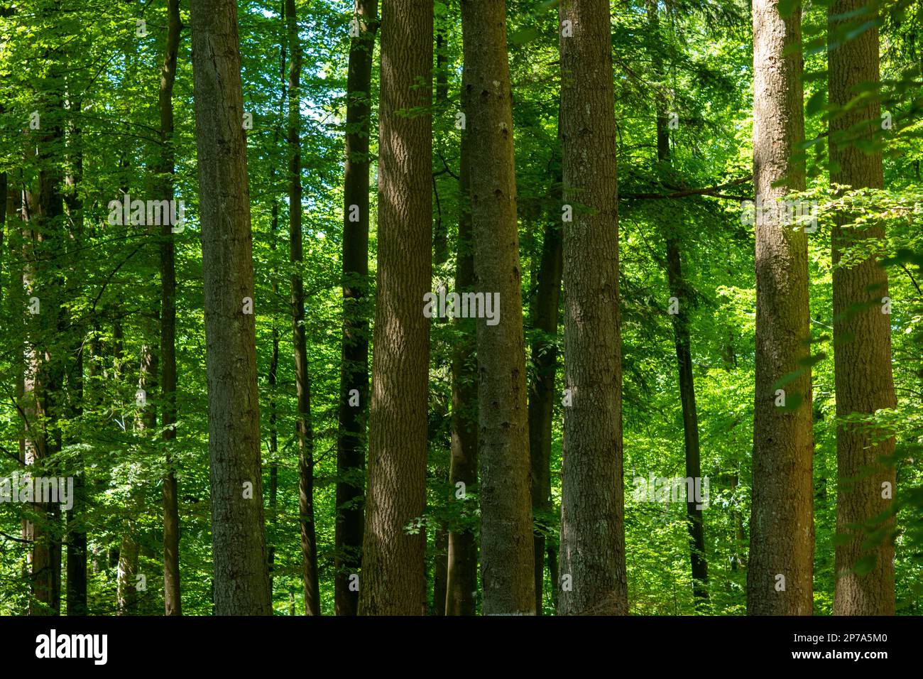 Tall trees in a scenic European forest daytime summer no people Stock ...