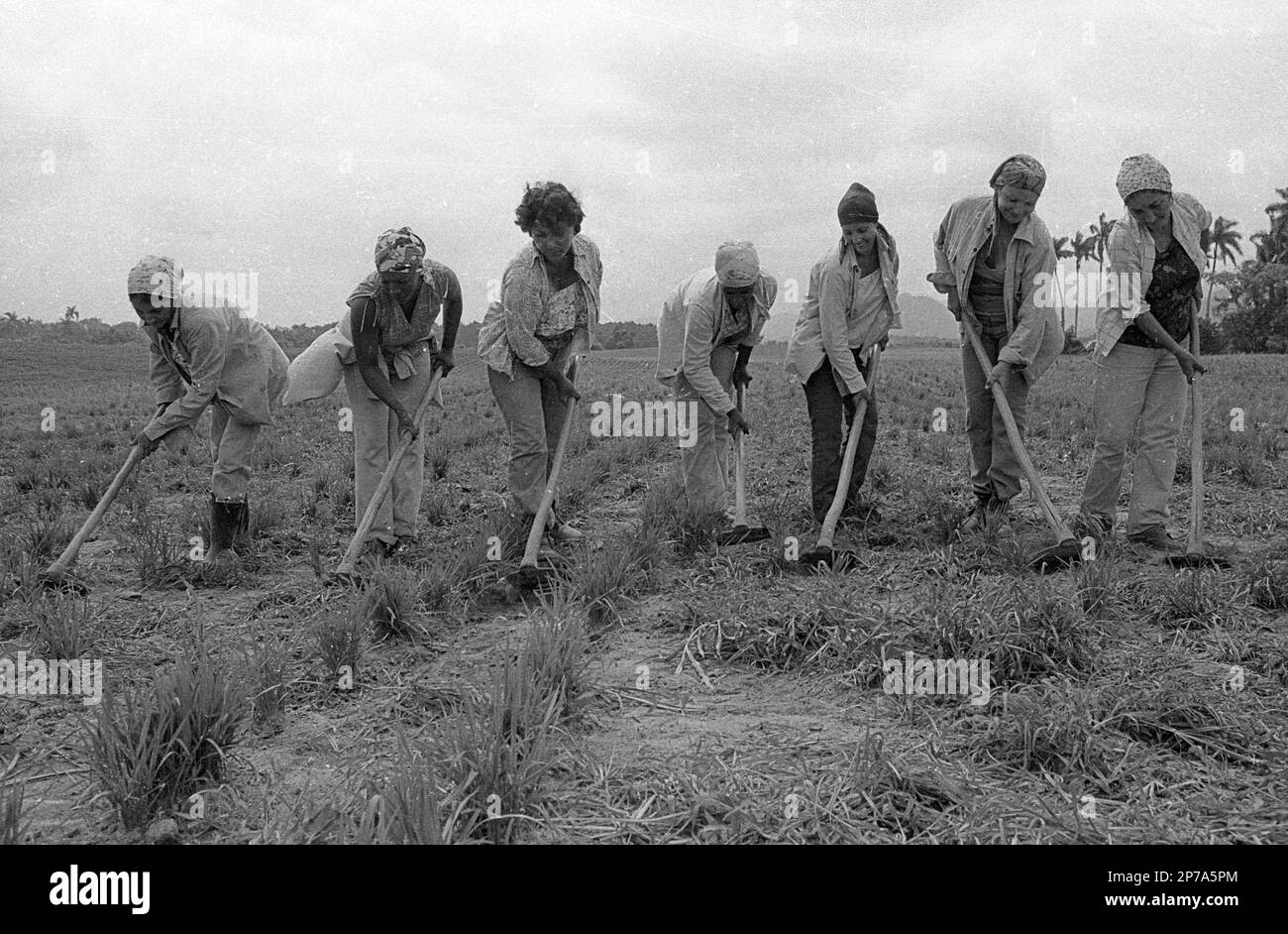 Women of the Nueva Union farming cooperative, holding their tools, pose ...