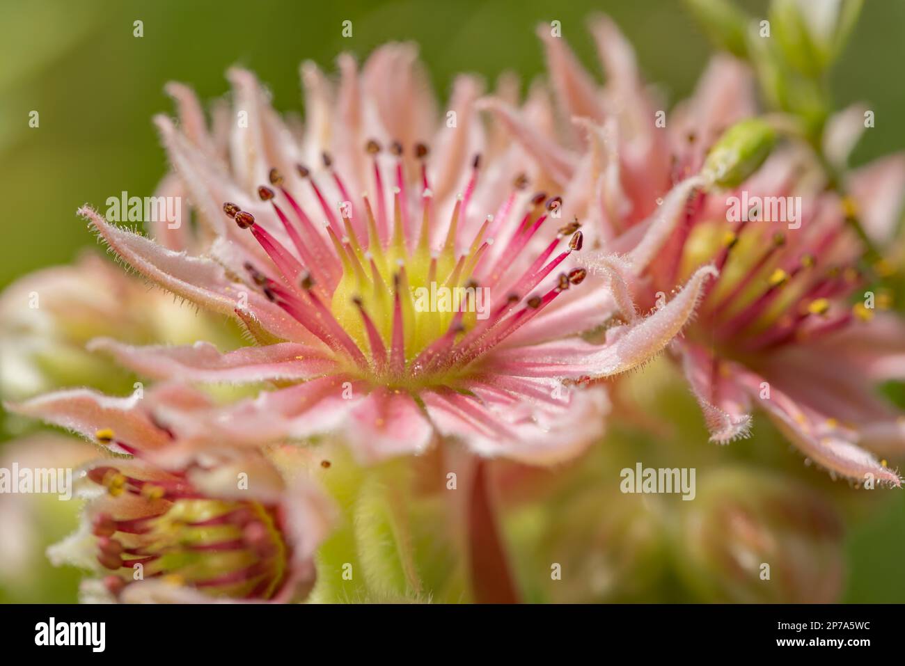 Cobweb houseleek in flower Stock Photo - Alamy