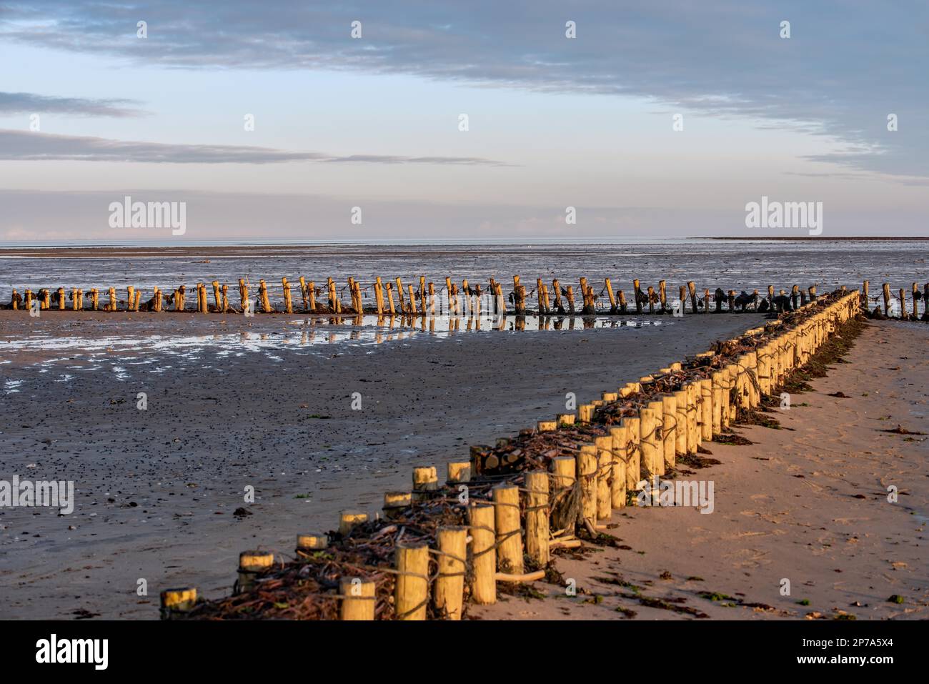 Wooden peg painting for shore protection in the Wadden Sea National ...
