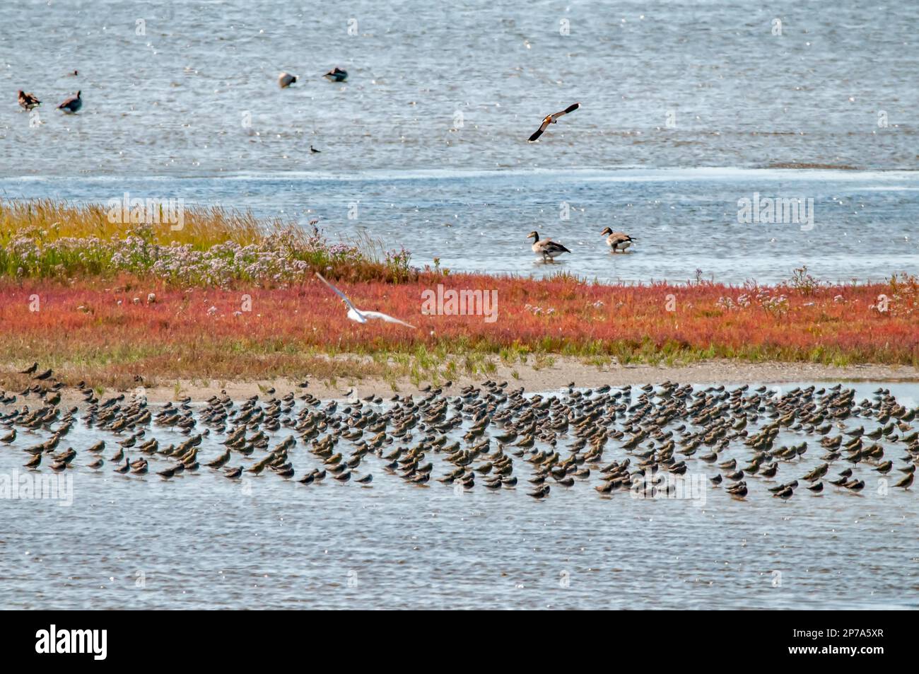 Bird island basin hi-res stock photography and images - Alamy