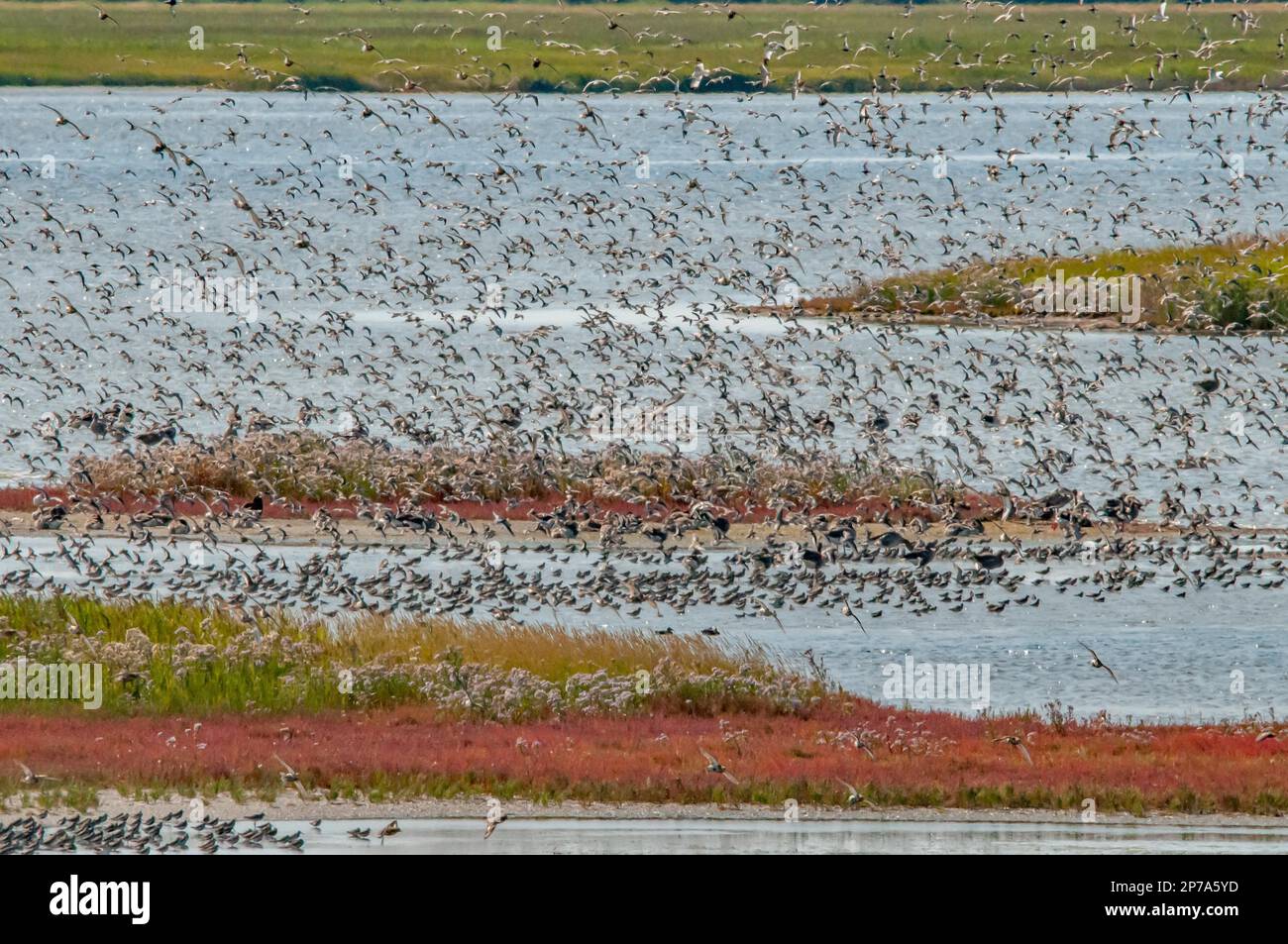 Rantum Basin Bird Sanctuary Stock Photo - Alamy