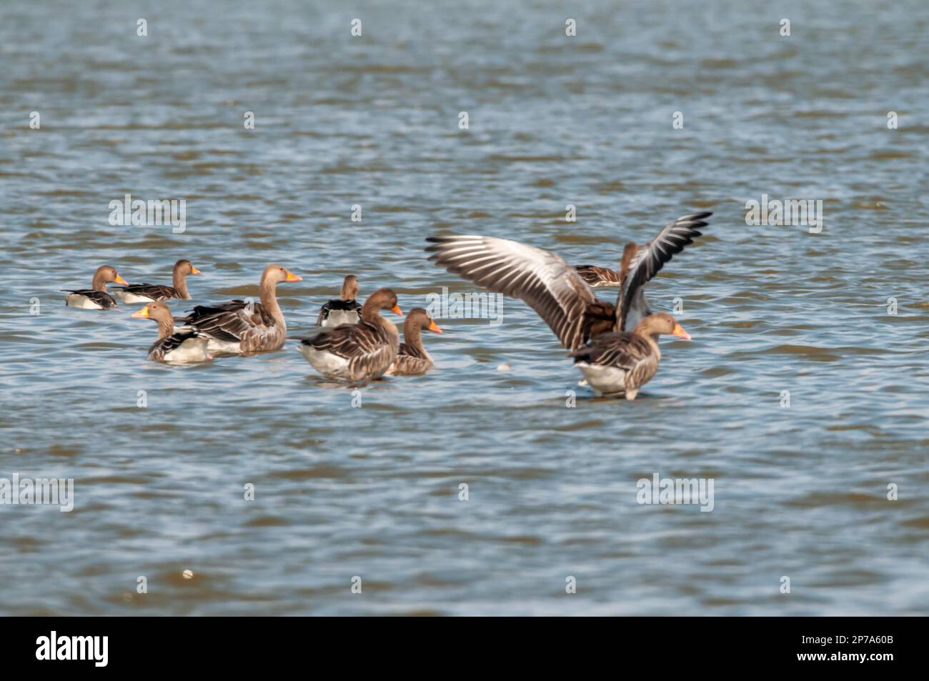 Grey geese in the nature reserve Stock Photo - Alamy