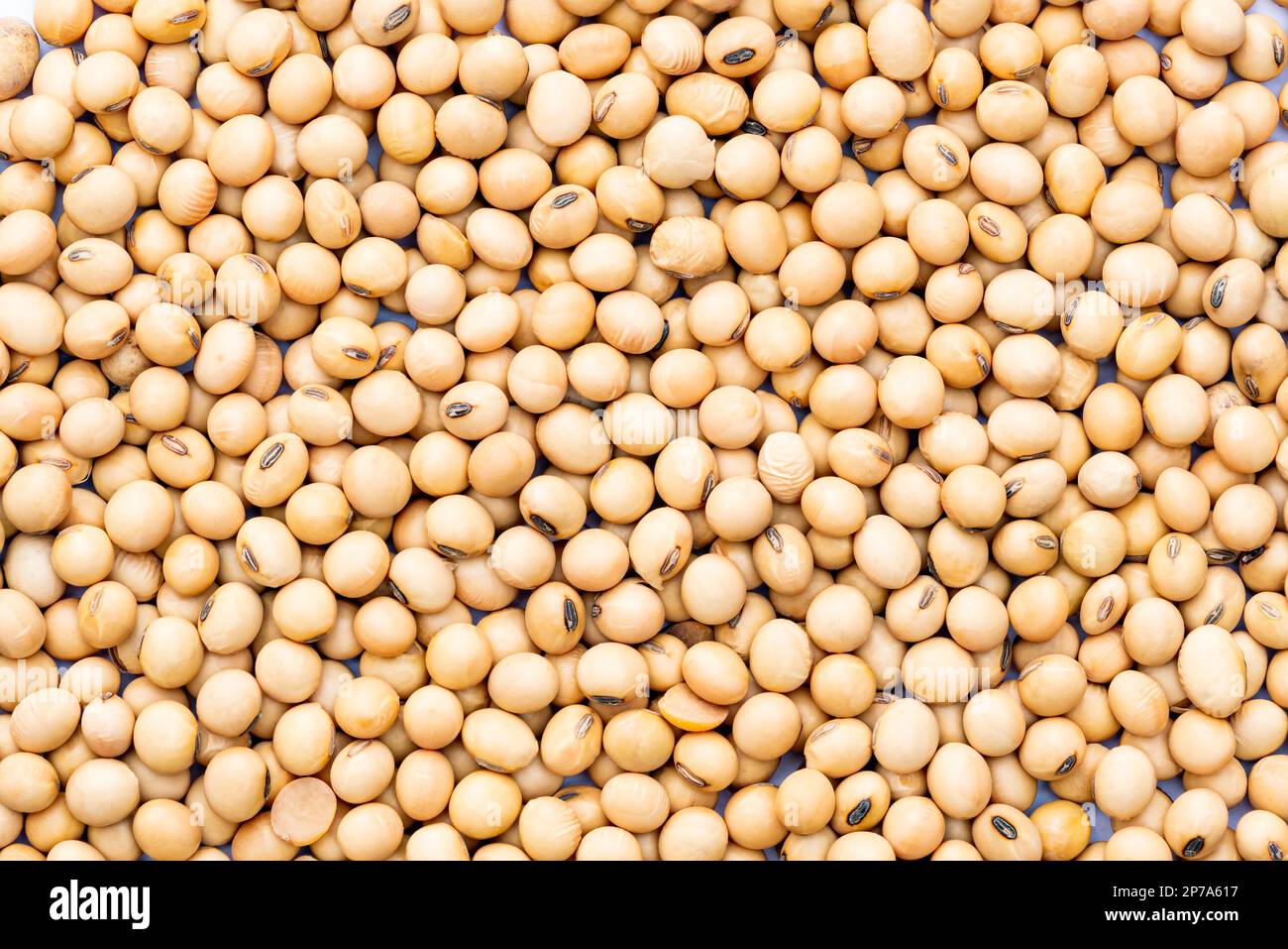 Top view of soy bean background. Closeup view of soy beans. Soy bean is ...