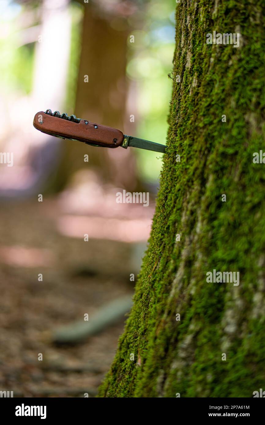 Multi purpose small folding pocket knife stuck in a tree trunk bark in ...
