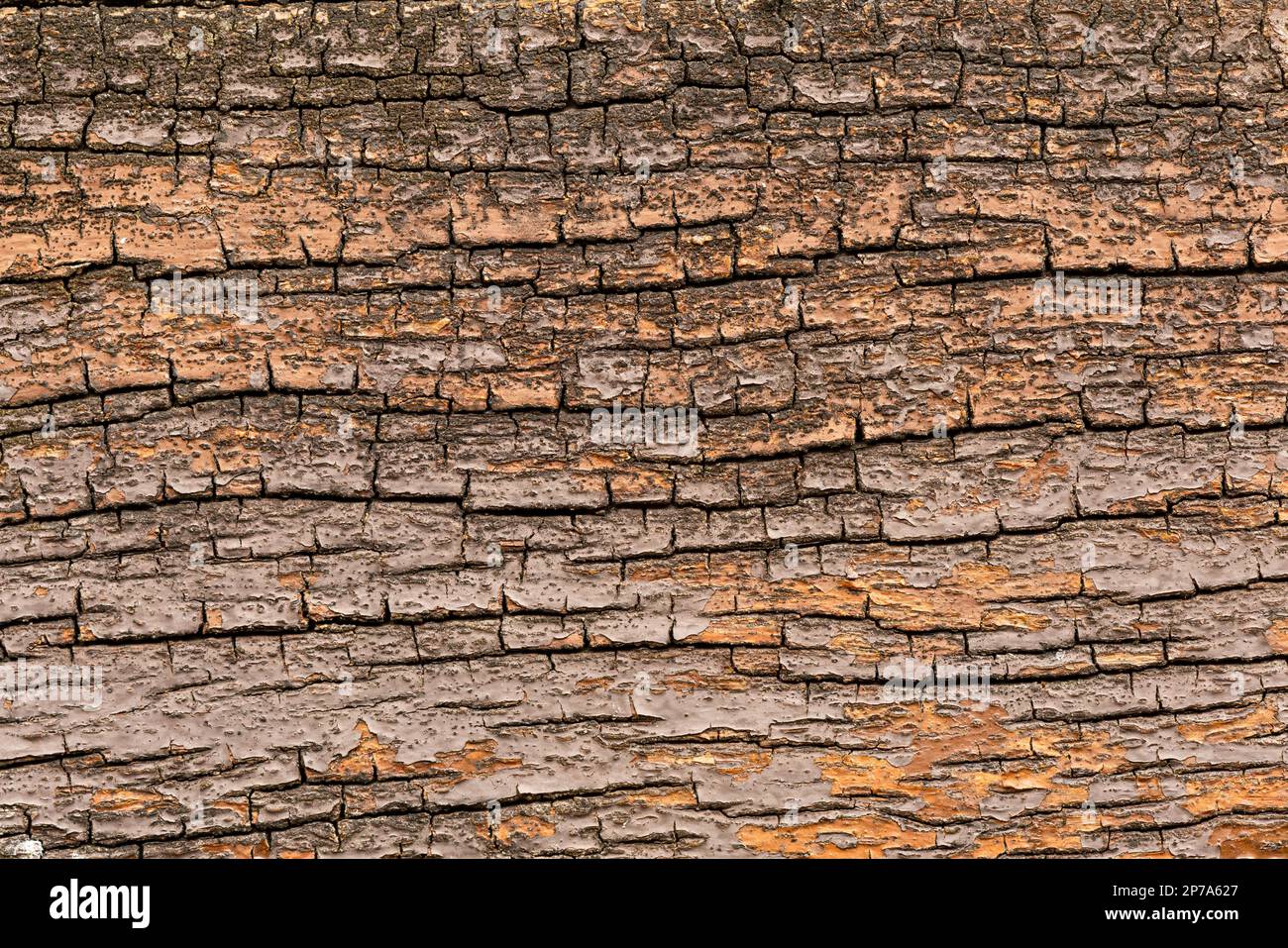 Closeup texture of old rotten wood log. Pattern of cracked rotten wood ...
