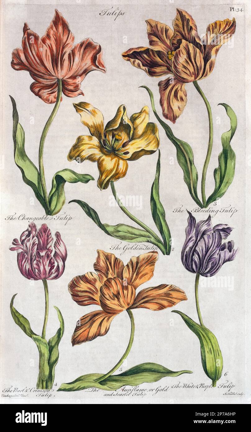 Tulips, hand-coloured copperplate engraving by John Hill, from Eden: or ...
