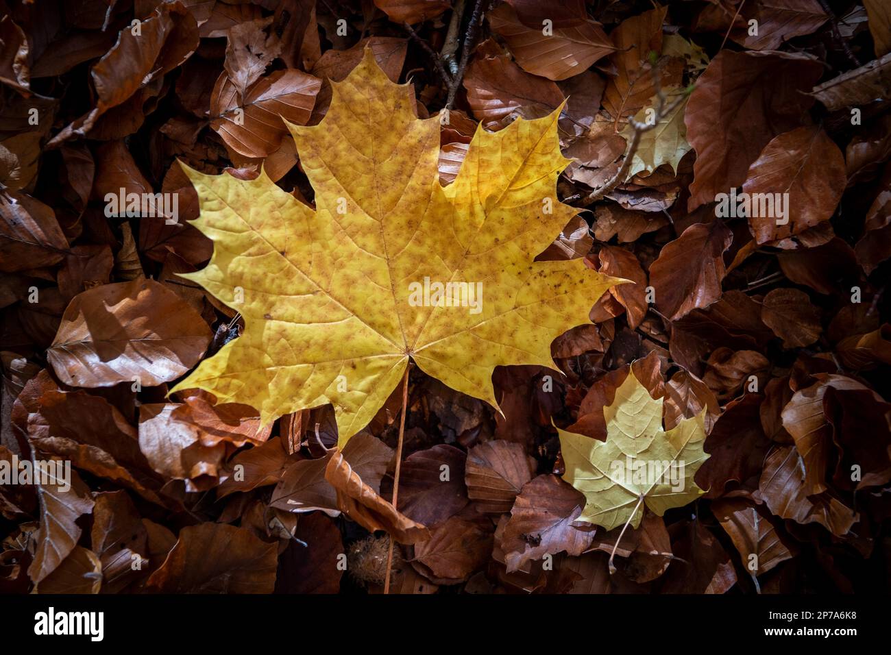 Yellowish coloured maple leaf, autumn forest, Swabian Alb, Baden ...