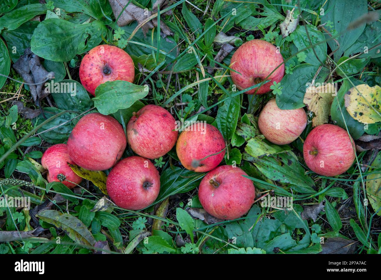 Fallen fruit in the grass, red apples, Hohenlohe, Baden-Wuerttemberg ...