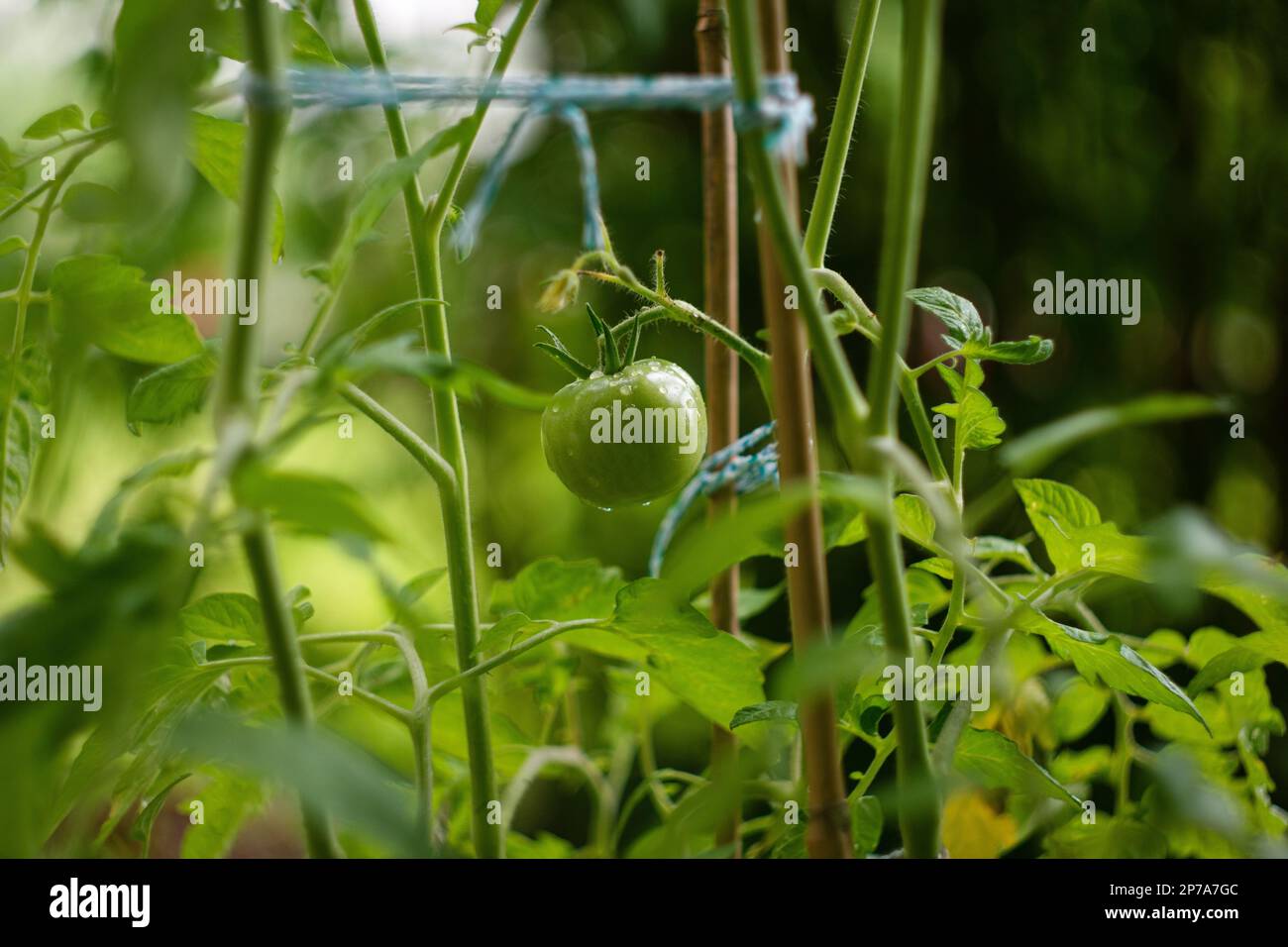 Green unripe tomato bulb growing on a potted vine, close up shot ...