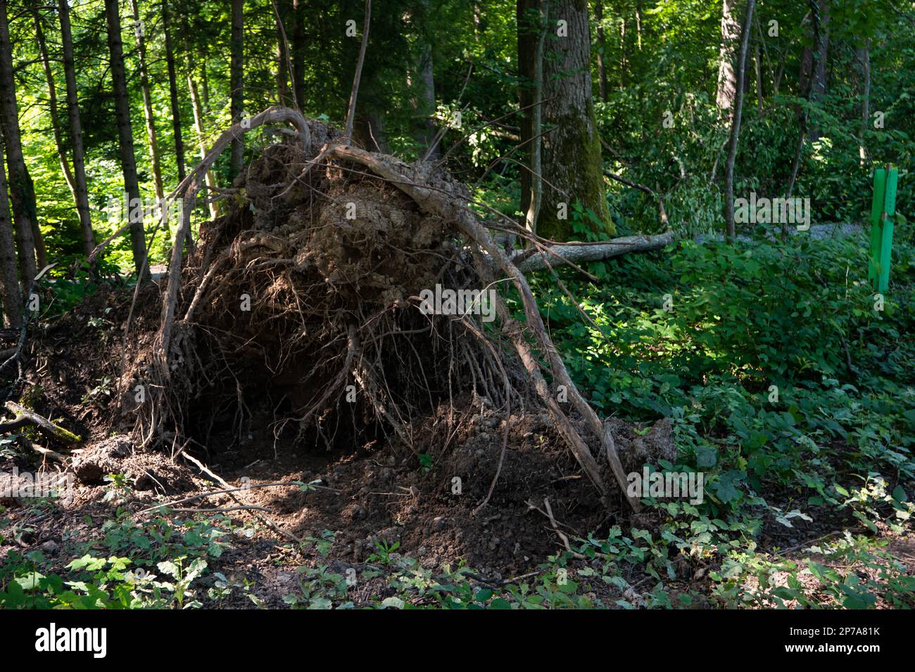 Very large forest tree uprooted after massive storm. Tree stump crater ...