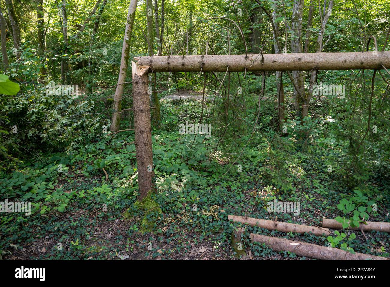 Large forest tree snapped in half after massive storm. Large splinters ...