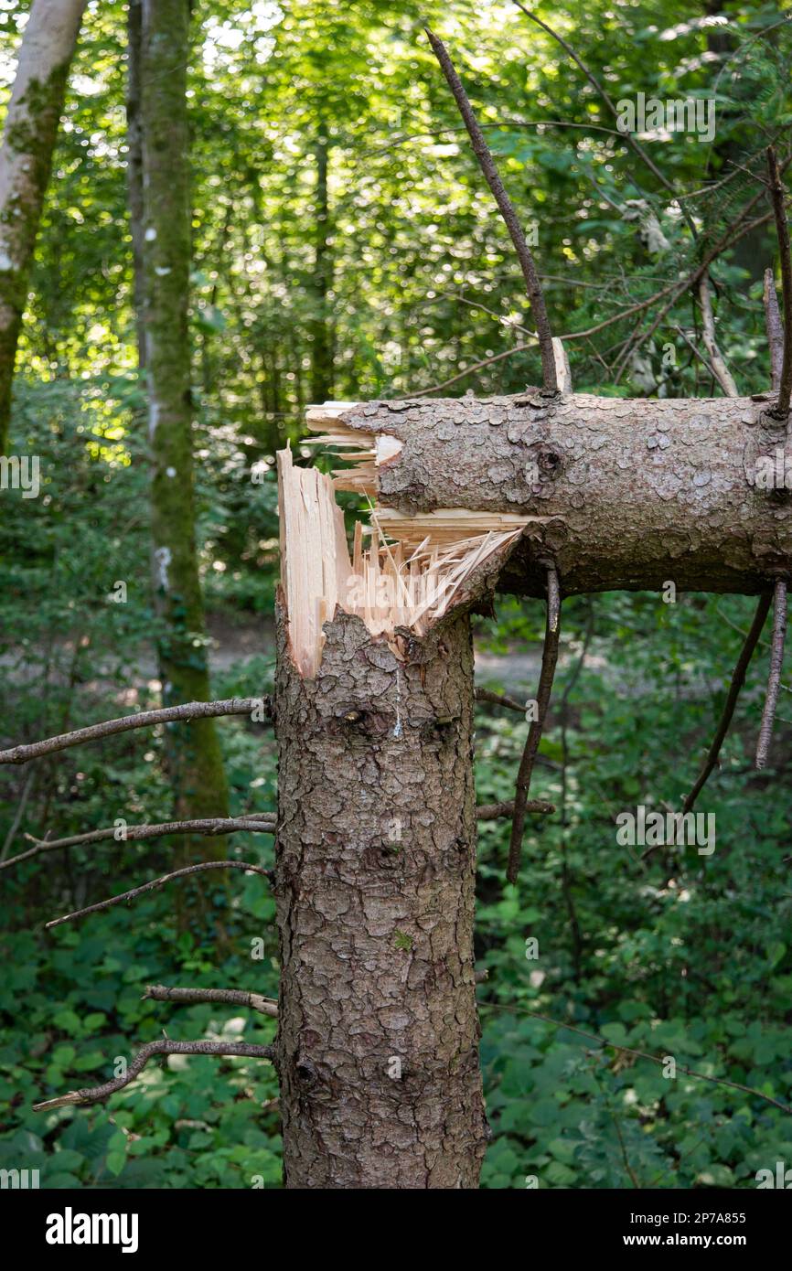 Large forest tree snapped in half after massive storm. Large splinters ...