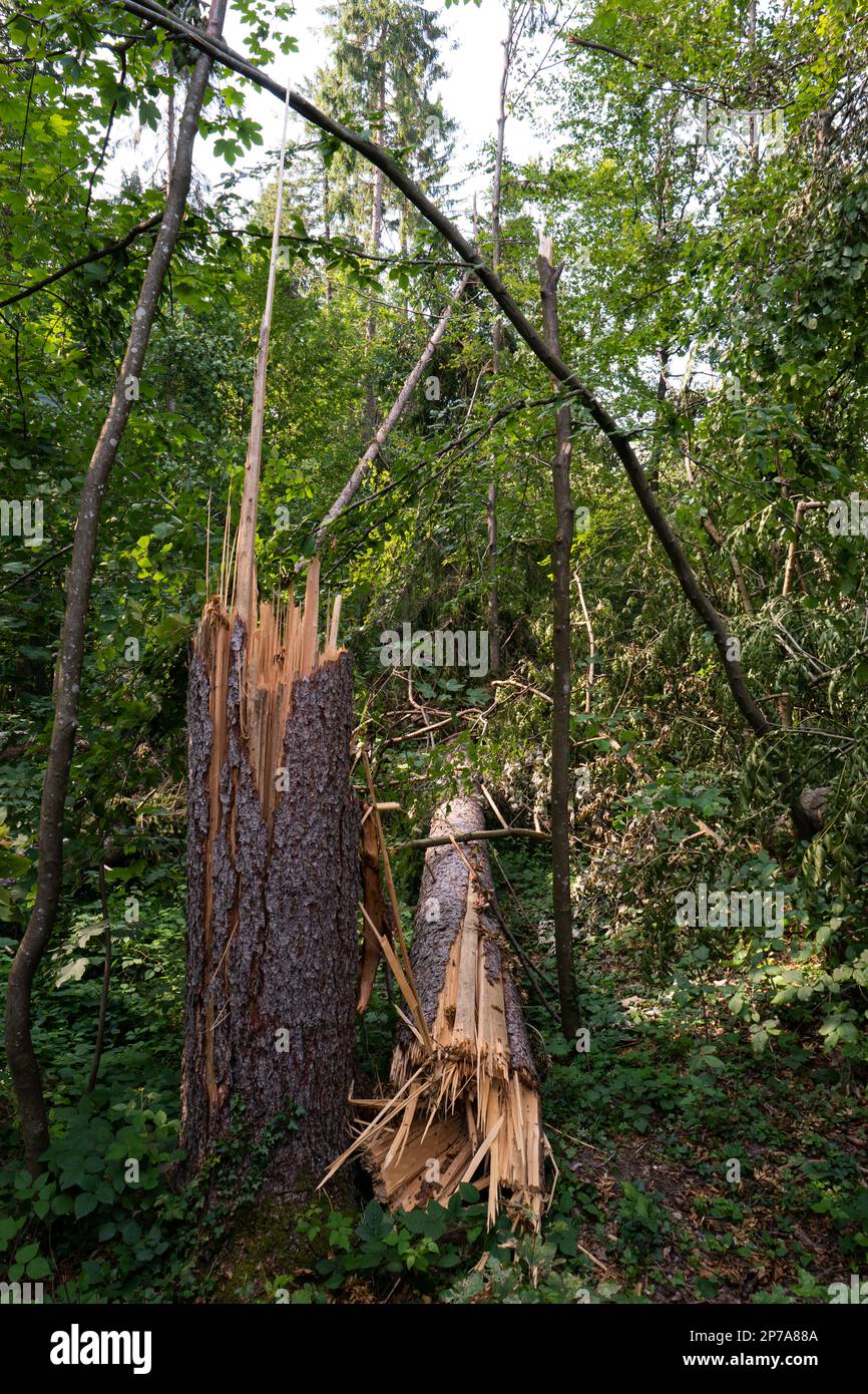 Large forest tree snapped in half after massive storm. Large splinters ...