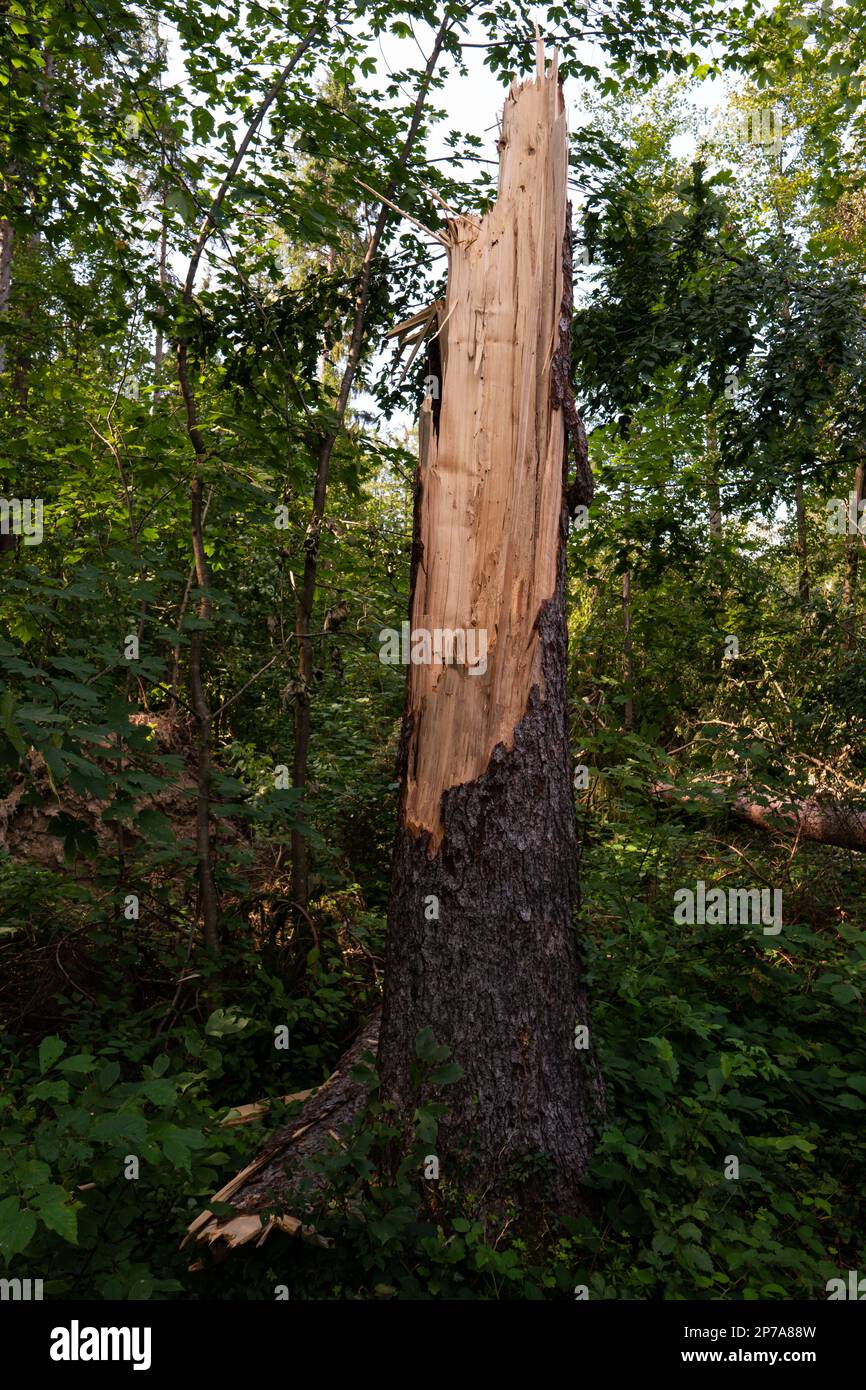Large forest tree snapped in half after massive storm. Large splinters ...