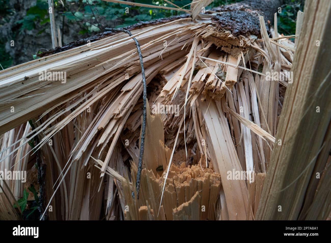 Large forest tree snapped in half after massive storm. Large splinters ...