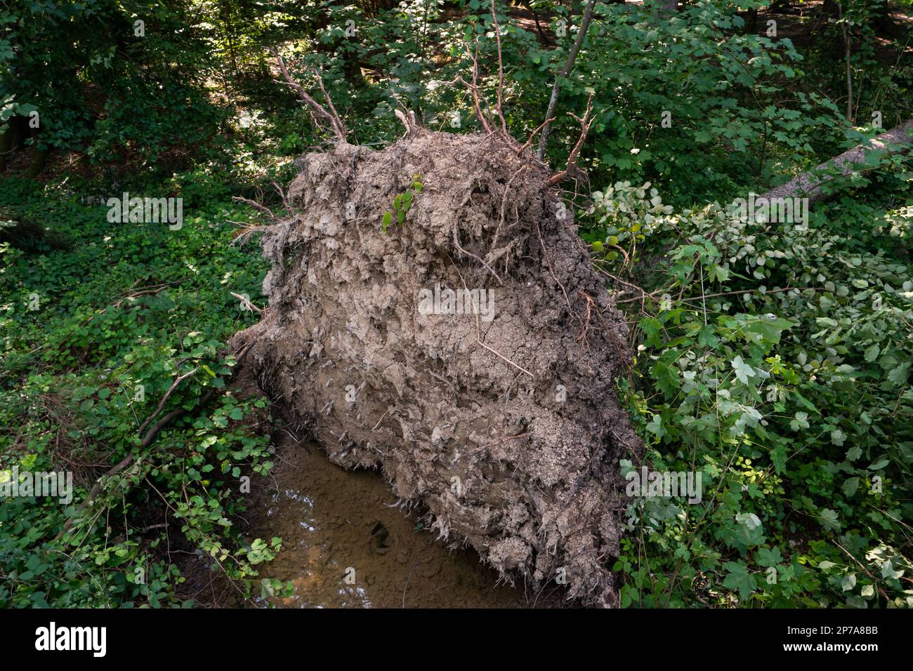 Very large forest tree uprooted after massive storm. Tree stump crater ...