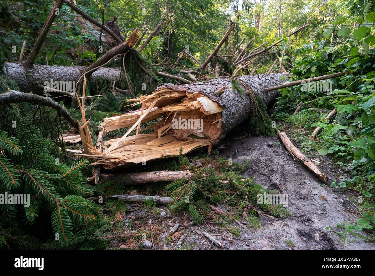 Large forest tree snapped in half after massive storm. Large splinters ...