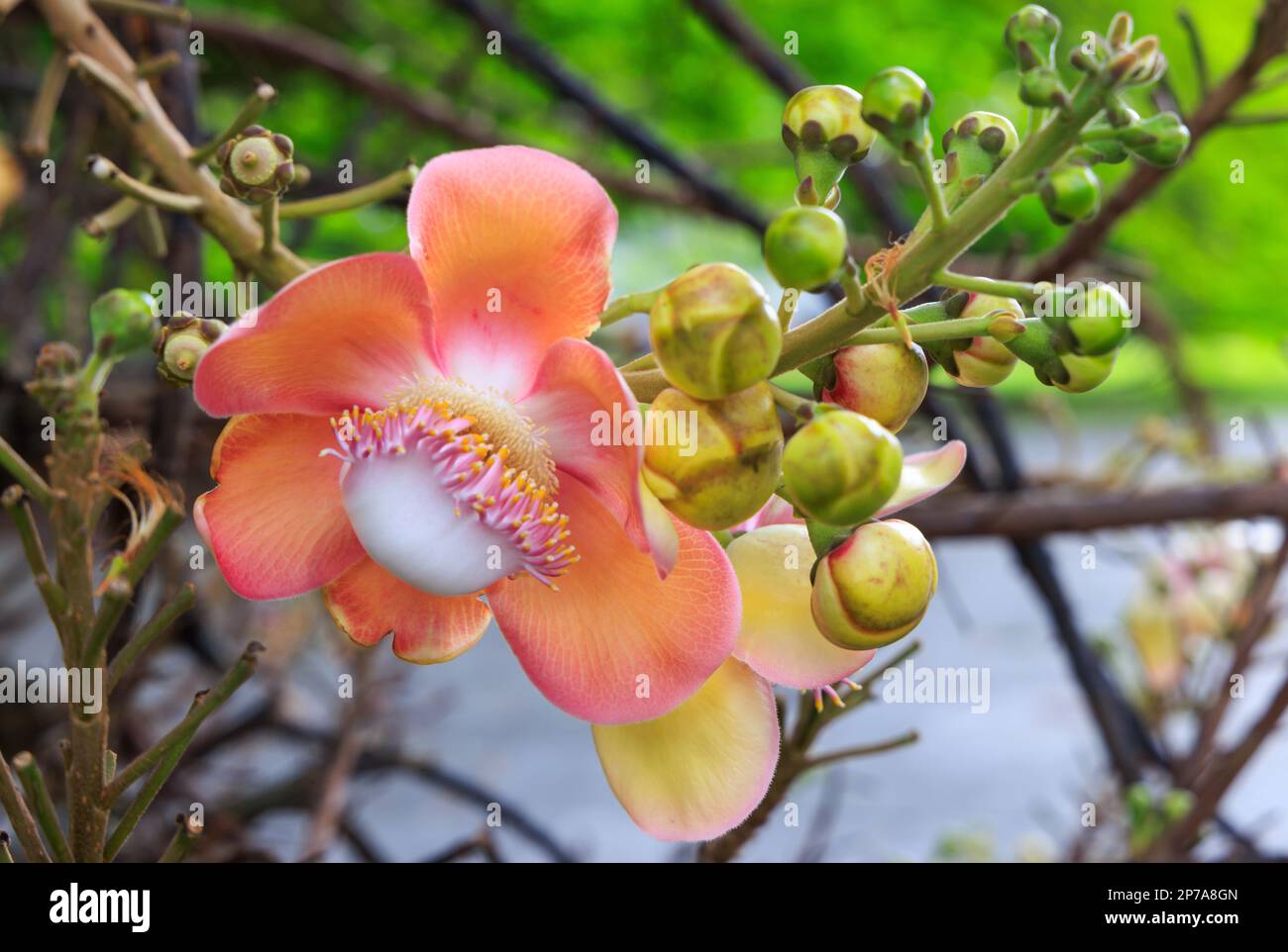 Flower of the Cannonball tree (Couroupita guianensis) in Esplanade Park ...