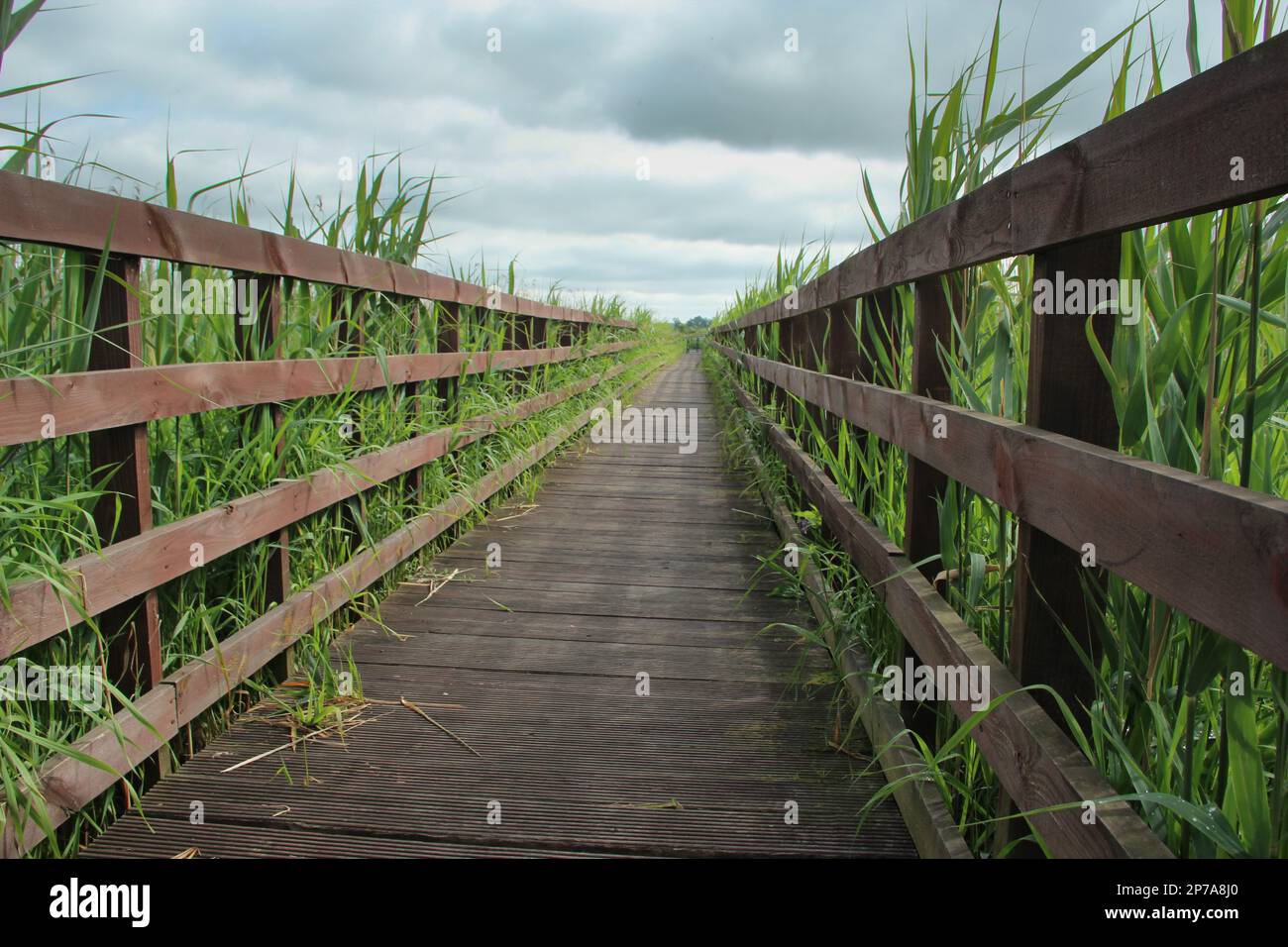 A road among tall reeds leading through a footbridge. Poland Stock ...