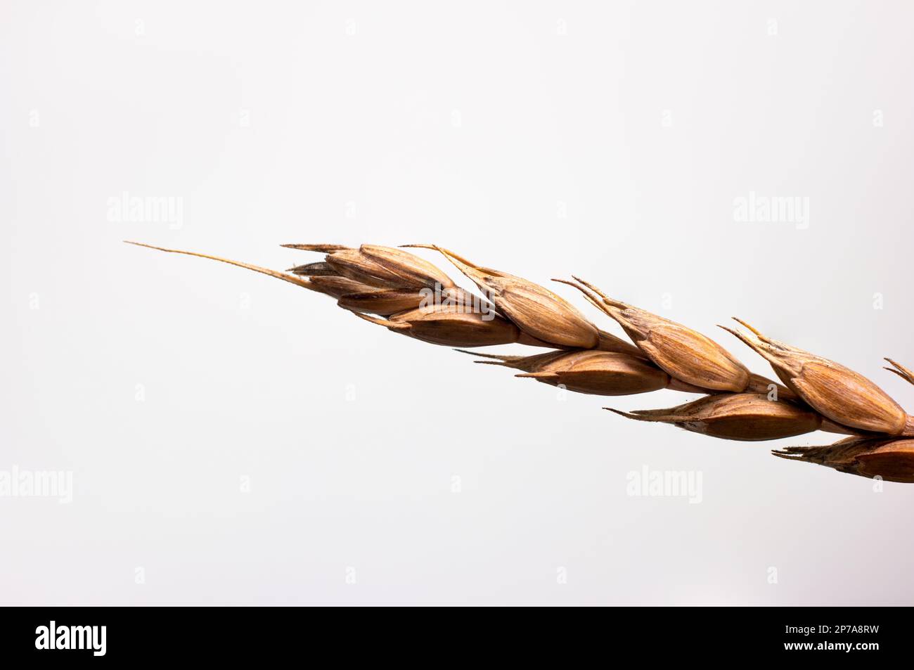 Golden brown ripe wheat stalk close up macro shot isolated on white ...