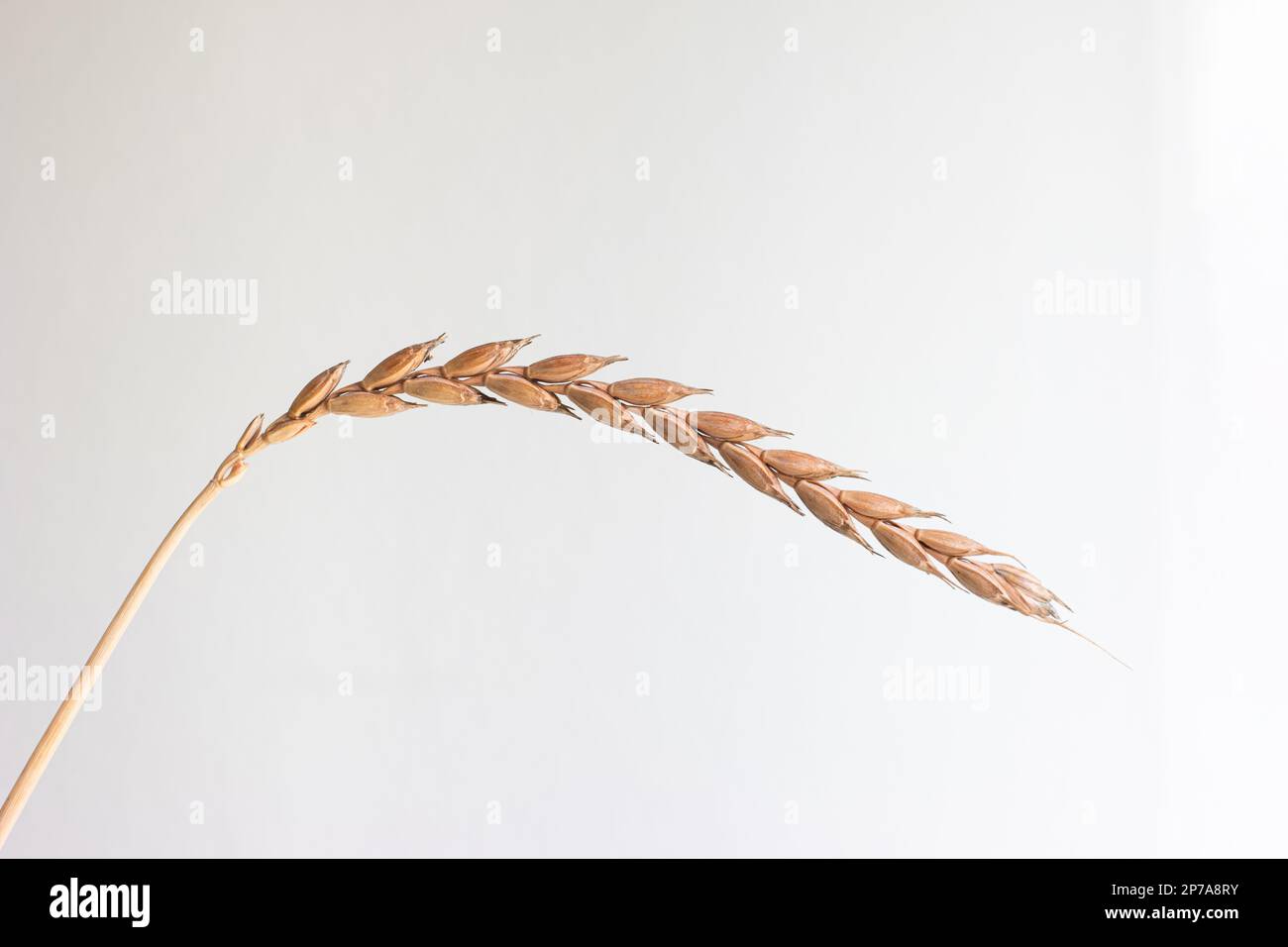 Macro wheat stalk hi-res stock photography and images - Alamy