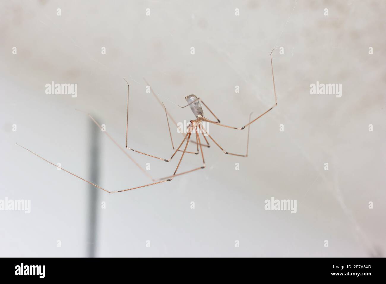 Spiders making a web hi-res stock photography and images - Alamy