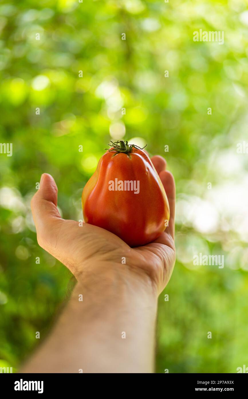 Large ripe red bull heart tomato held in hand by Caucasian male hand ...
