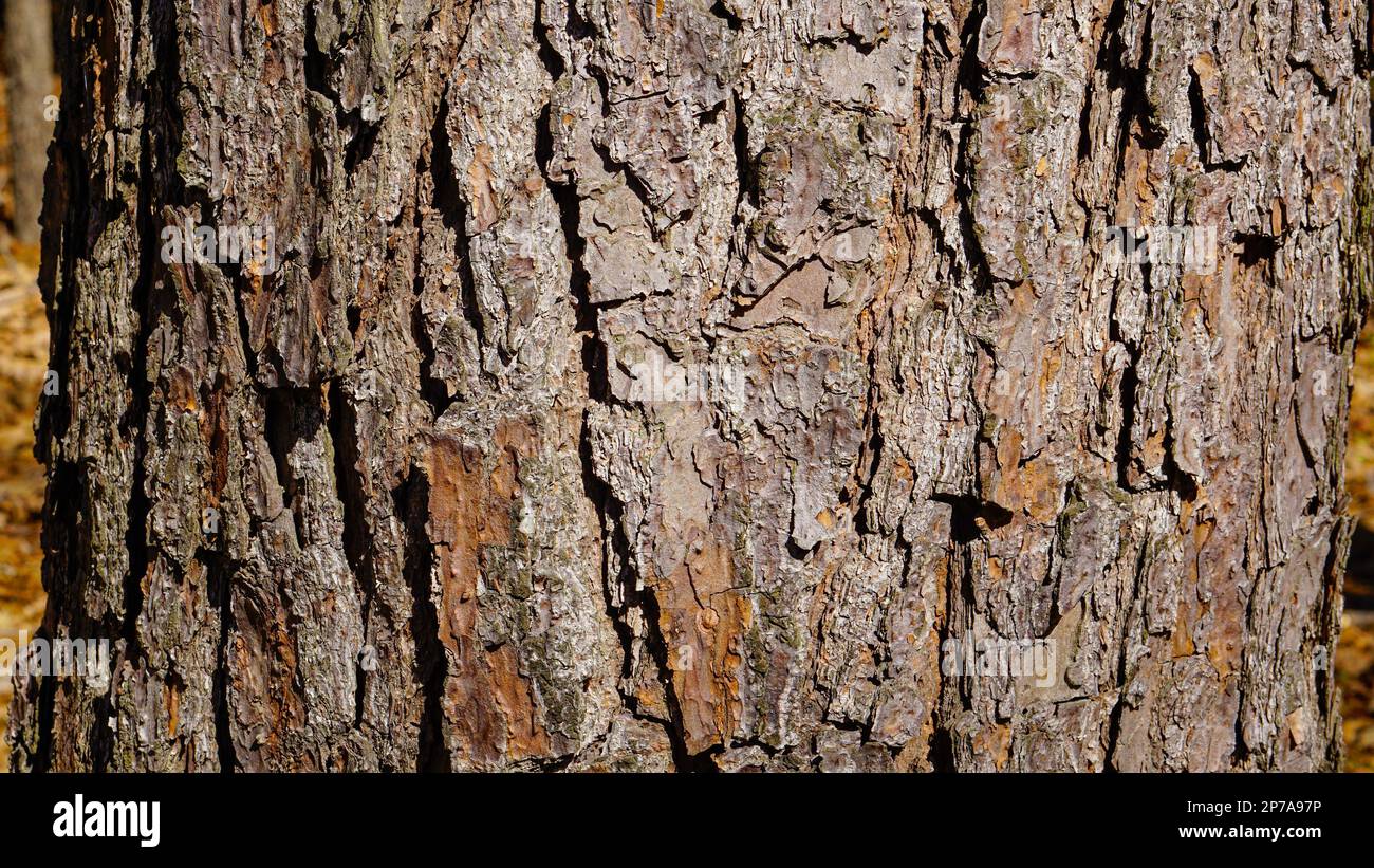 Rugged pine hi-res stock photography and images - Alamy
