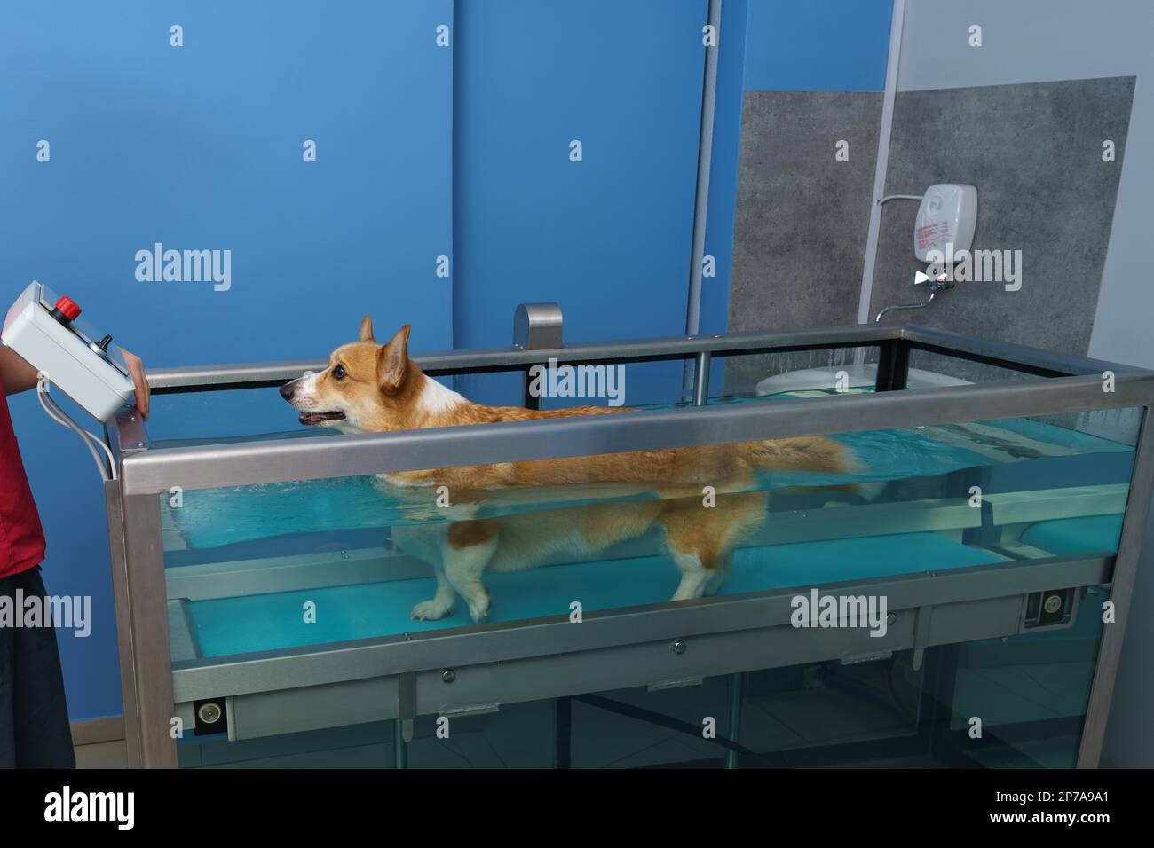 Dog rehabilitation on a water treadmill. animal health Stock Photo - Alamy