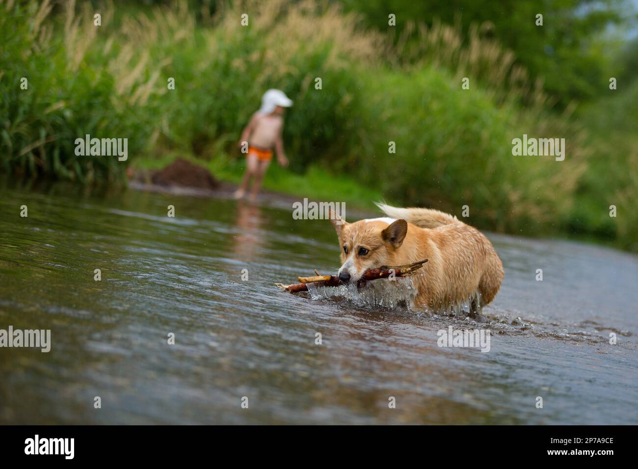 Corgi dog running on water in river a catching stick. Summer, Poland ...