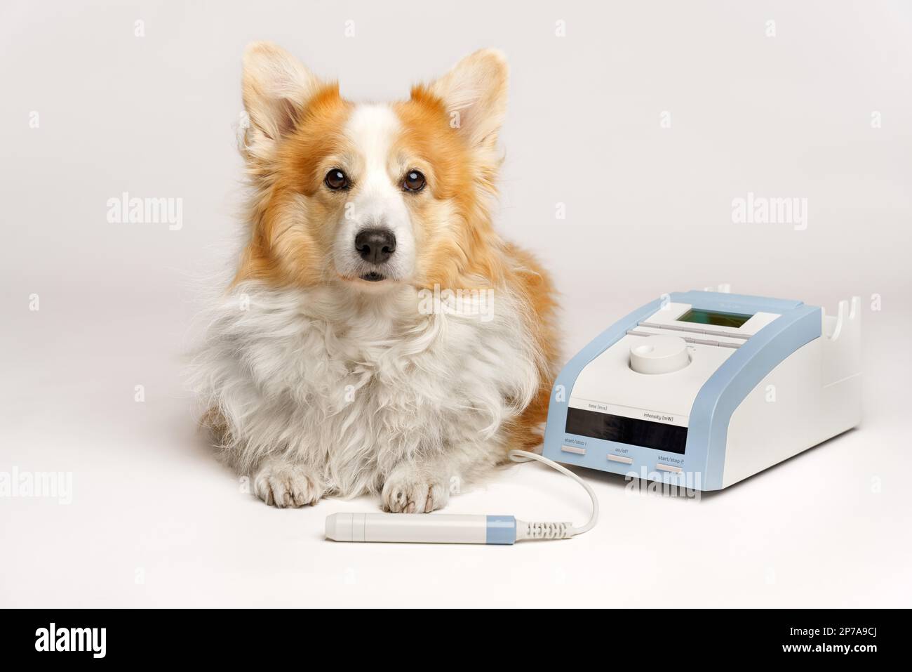A Pembroke Welsh Corgi dog is sitting next to a laser beam for ...