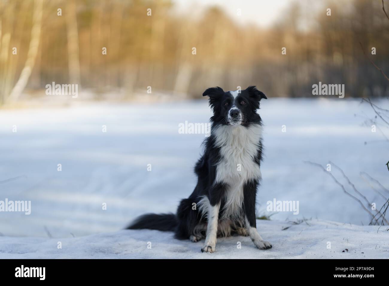 A Border Collie dog poses and shows various tricks in a somewhat ...