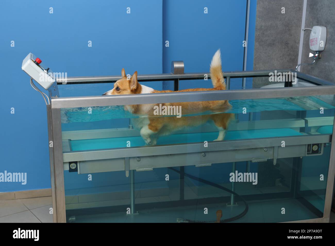 Dog rehabilitation on a water treadmill. animal health Stock Photo - Alamy
