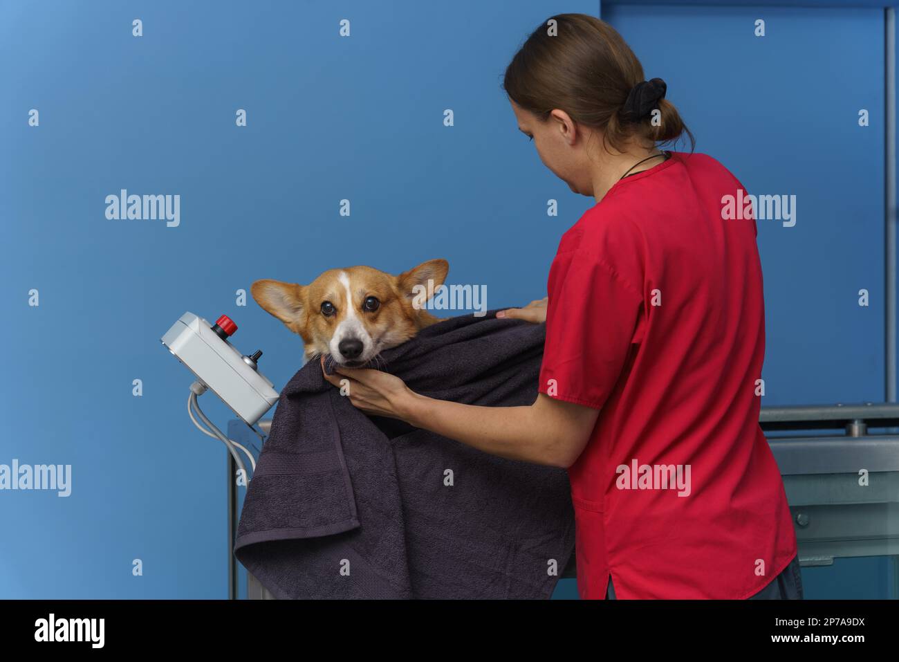 After rehabilitation on a water treadmill, wiping the dog with a towel ...