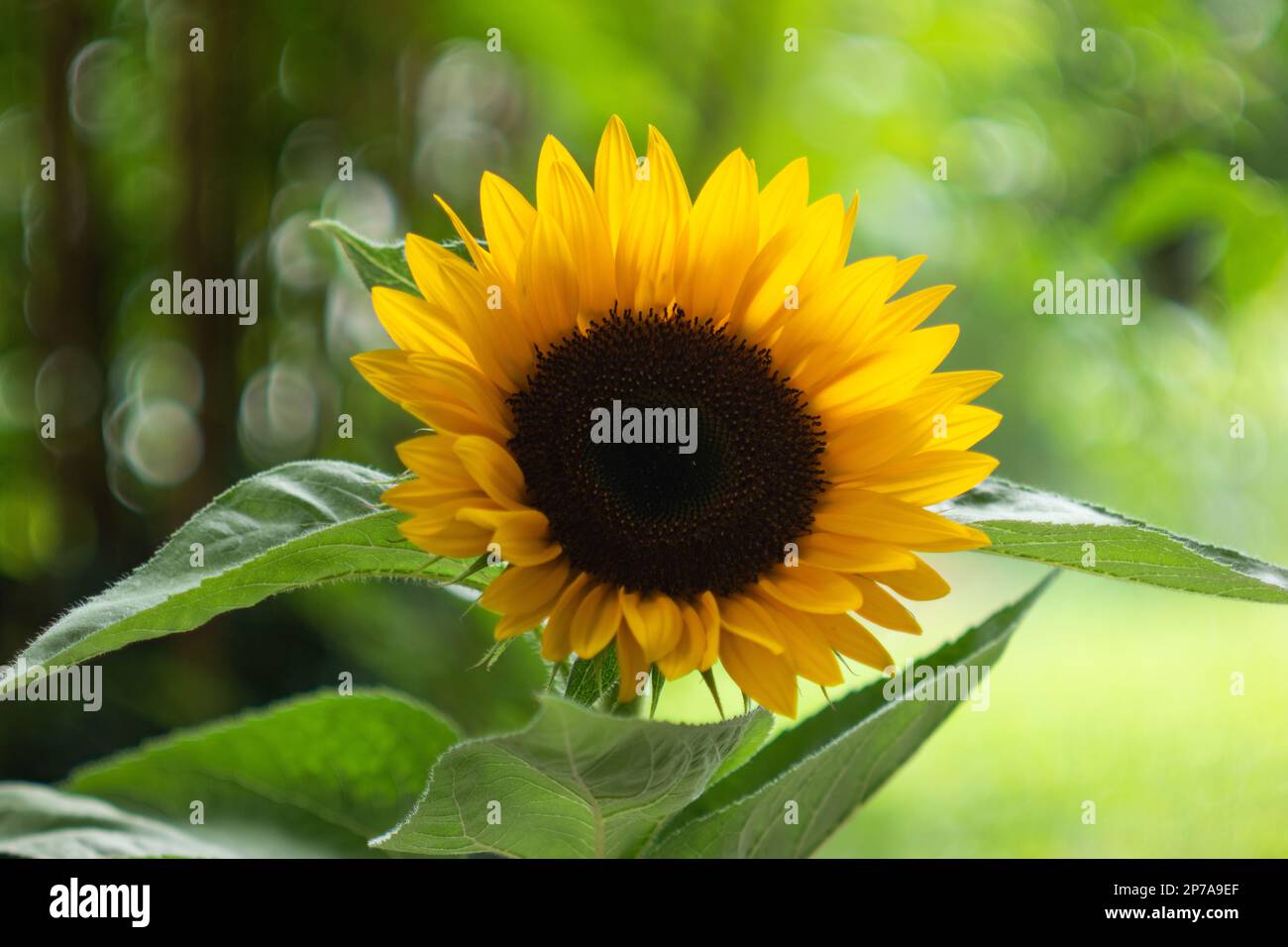 Single sunflower stem, leaves and head close up shot, shallow depth of ...