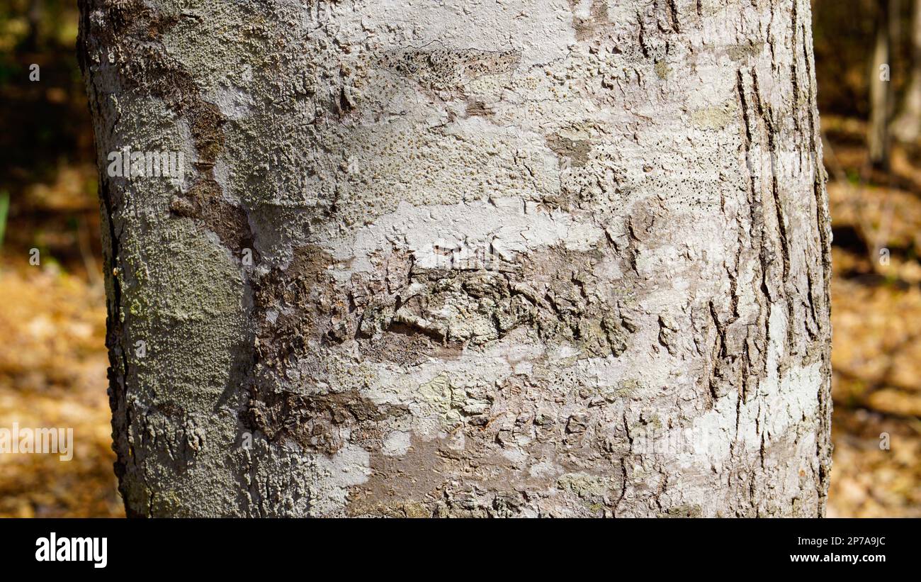 Unknown surface texture hi-res stock photography and images - Alamy