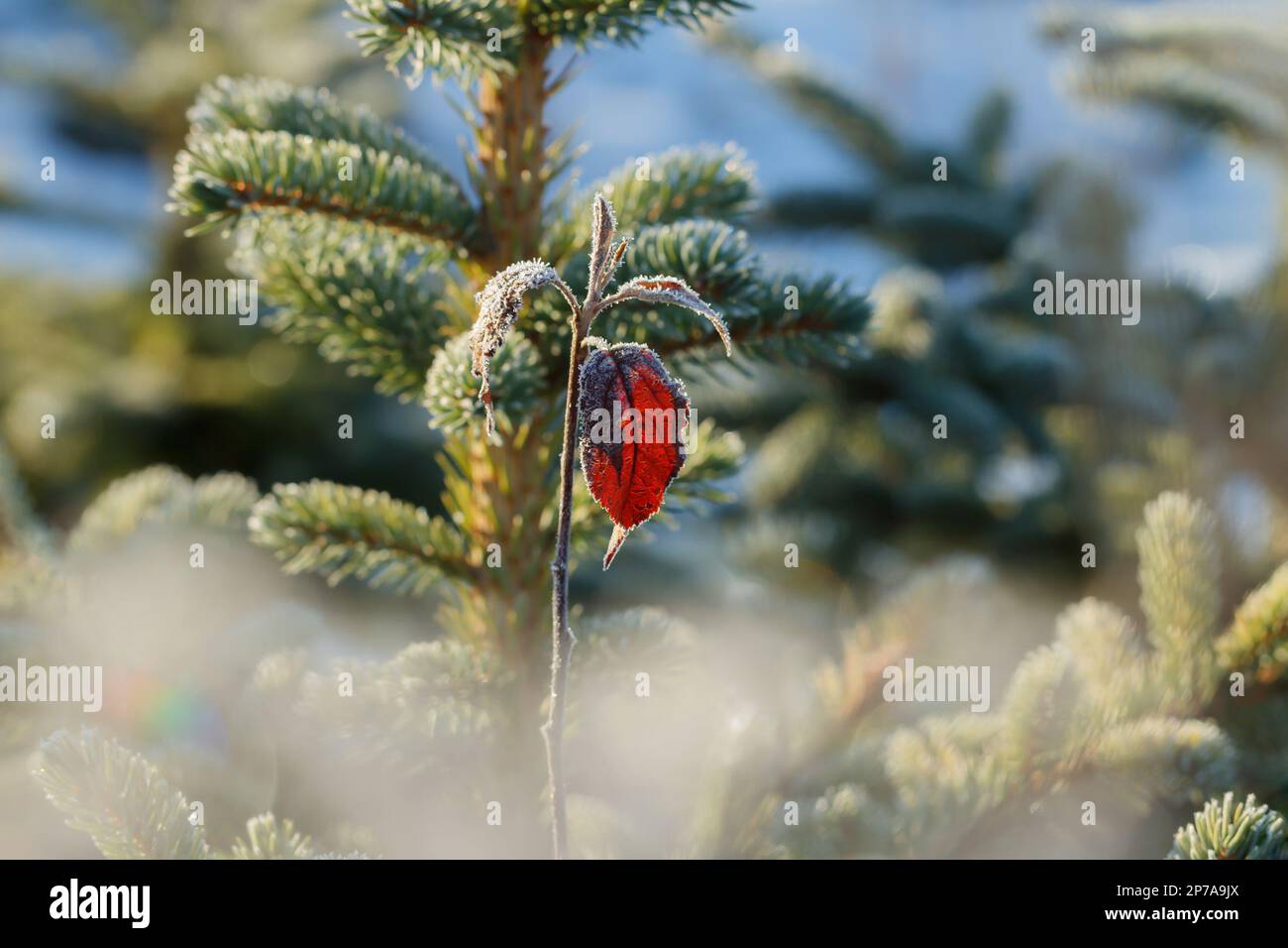 Natural field of growing Christmas trees Stock Photo - Alamy