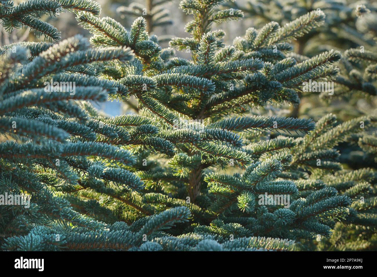 Natural field of growing Christmas trees Stock Photo - Alamy