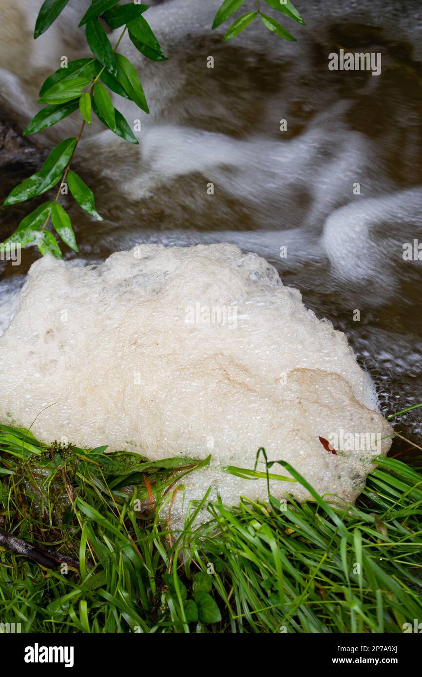 Dirty scum foam bowl floating on small stream water surface close up ...