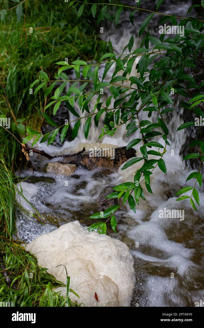 Dirty scum foam bowl floating on small stream water surface close up ...