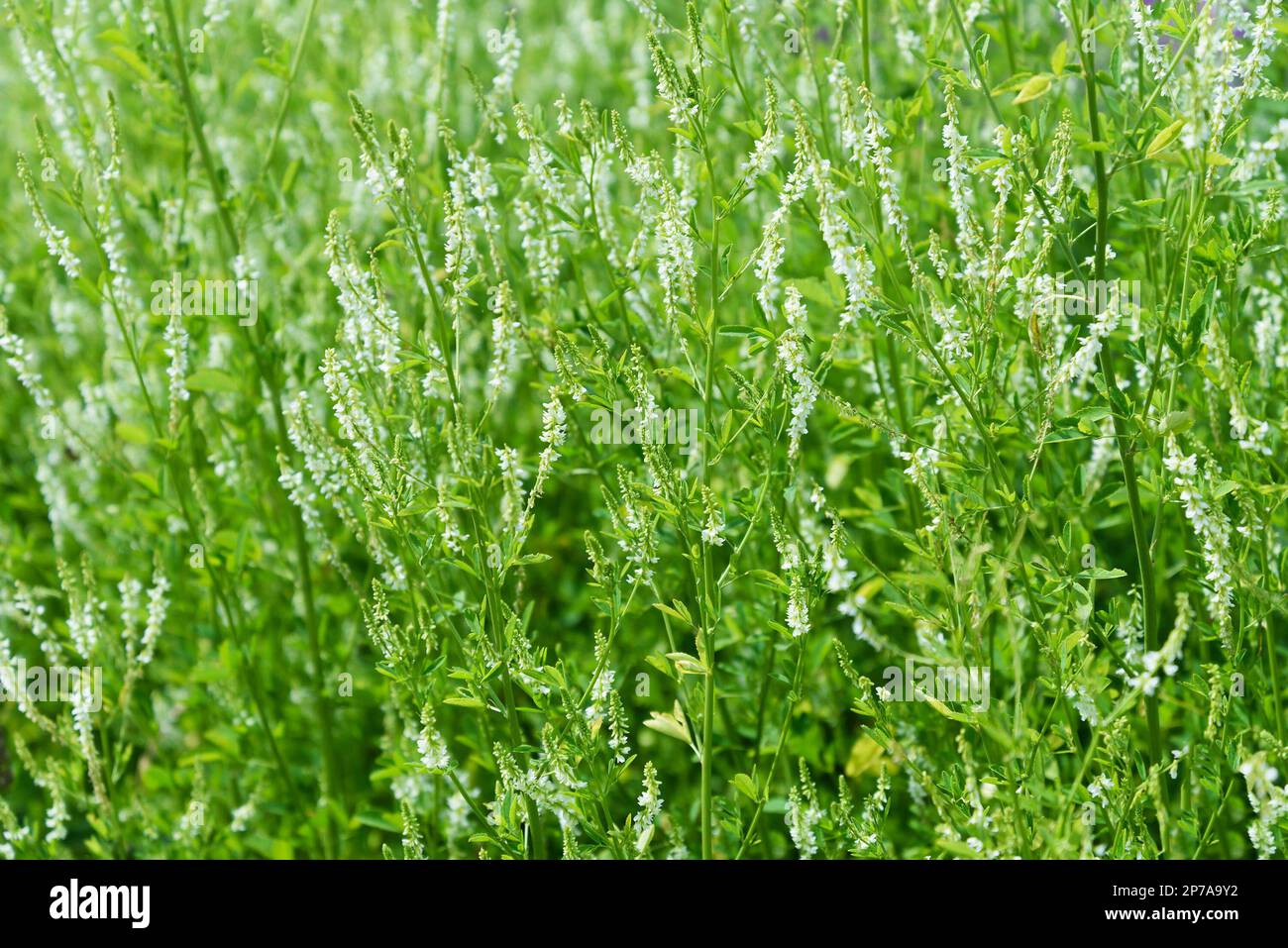 Good source of nectar hi-res stock photography and images - Alamy