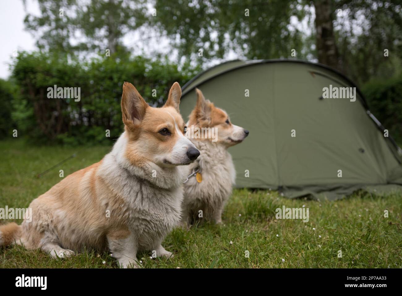 Welsh Corgi Pembroke dogs guard the camping tent. Outdoor, Poland ...
