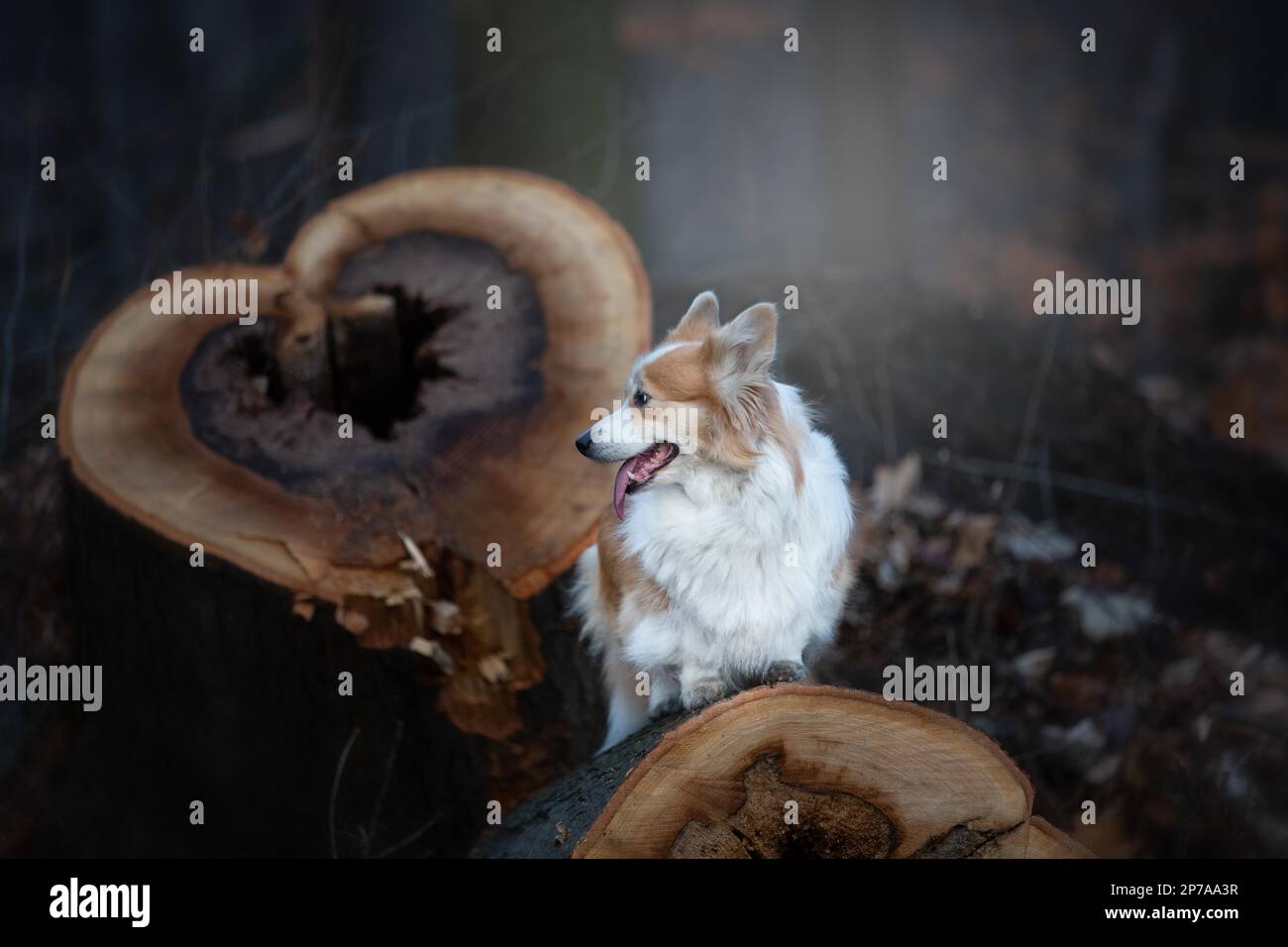 Pembroke Welsh Corgi dog stands on the trunk of a felled tree with a ...