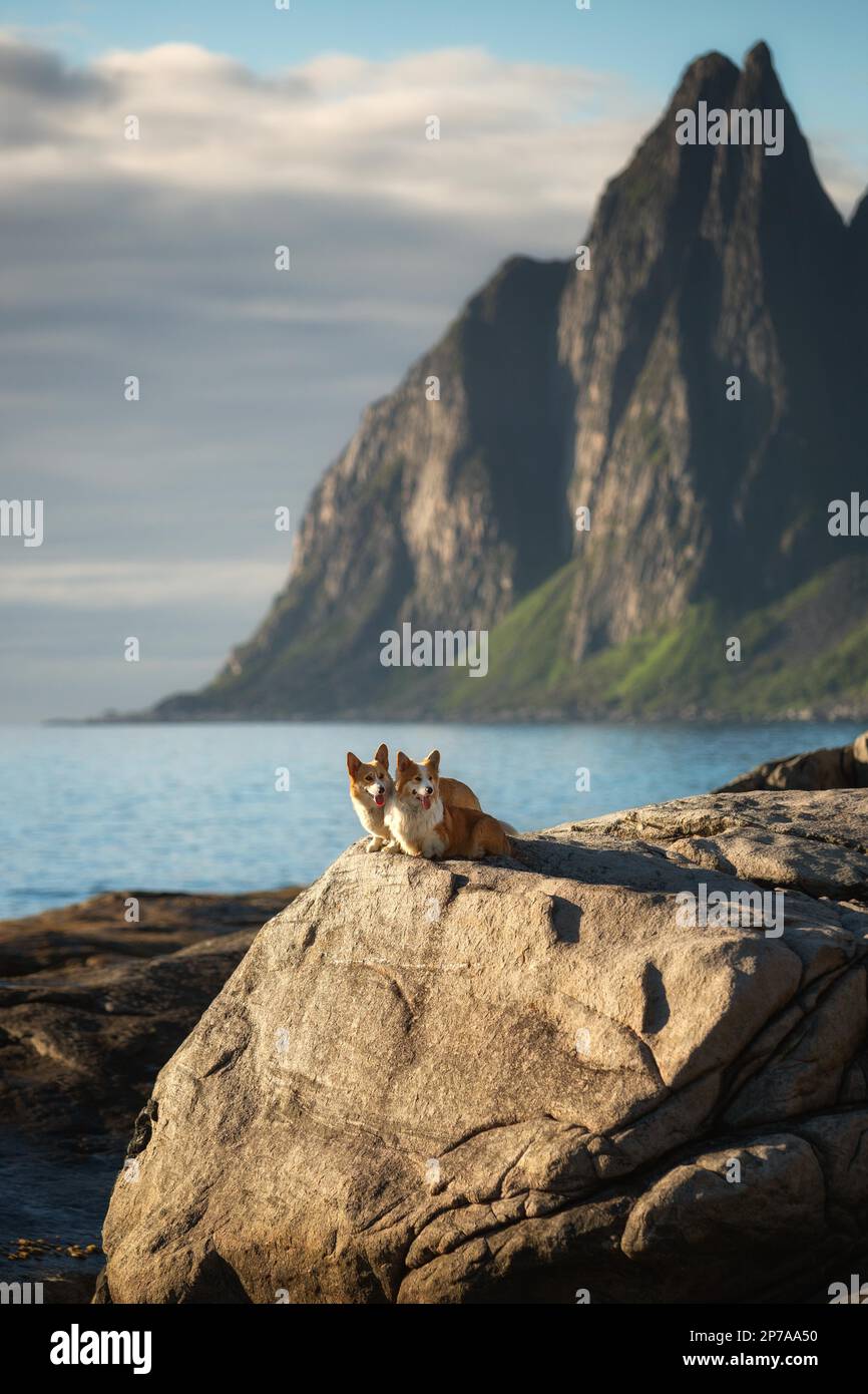 Two Welsh Corgi Pembroke dogs stand in front of a mountain by the sea ...